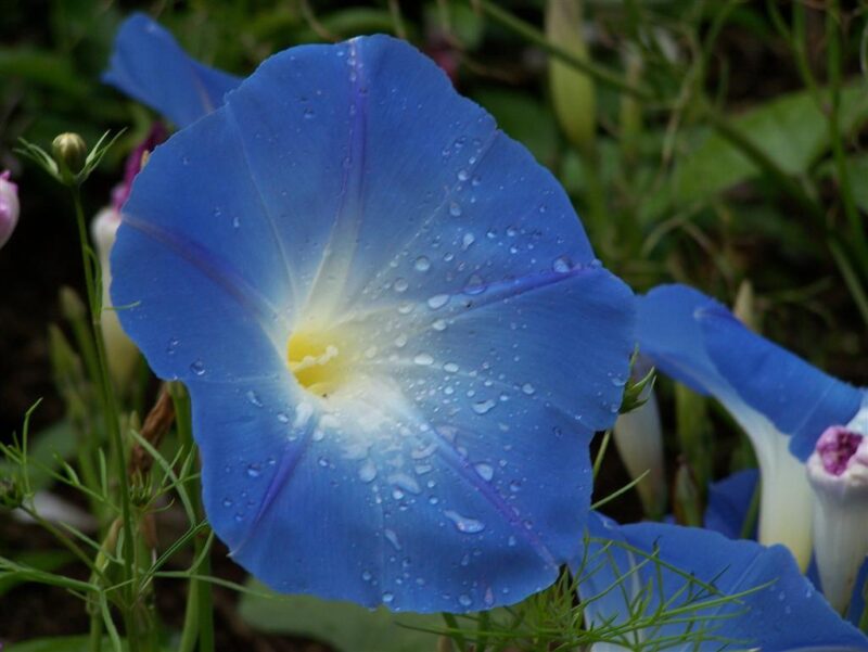 Japan and the Language of Flowers - Japan Powered